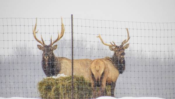Game and Ranch Fencing - Texas Fence and Iron